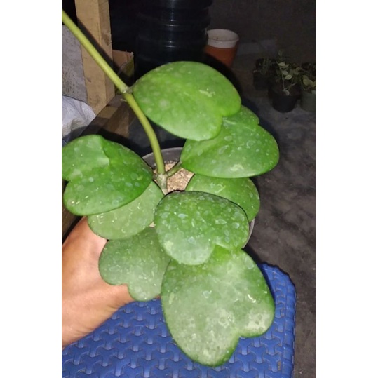Jual KAKTUS SKULEN - love hoya cluster 16 daun ( 2 produk ) | Shopee ...