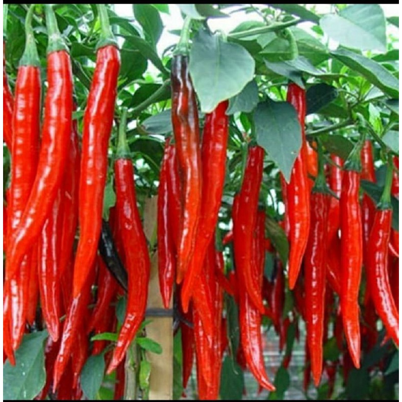 Jual CABE MERAH BESAR (beli 5 gratis 1) | Shopee Indonesia