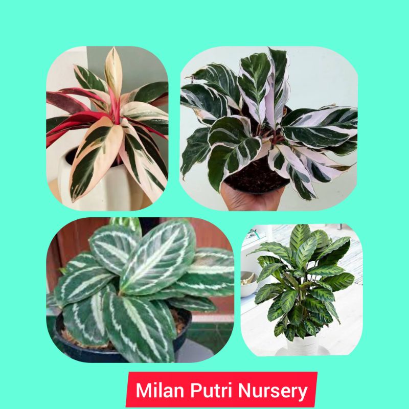 Jual Paket hemat 4 jenis calathea - calathea tisu - multicolor ...