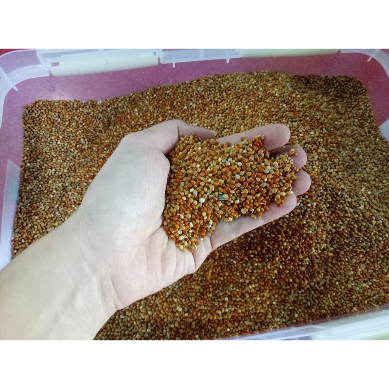 Jual millet merah mix millet krem 1kg | Shopee Indonesia