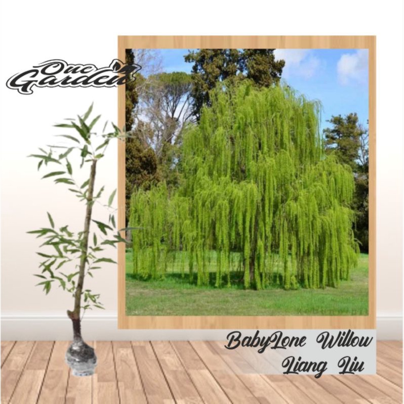 Jual Tanaman Hias Pohon Babylon Willow / Liang Liu | Shopee Indonesia