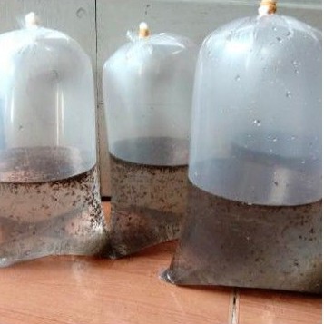 Jual Encu/jentik nyamuk pakan ikan cupang | Shopee Indonesia