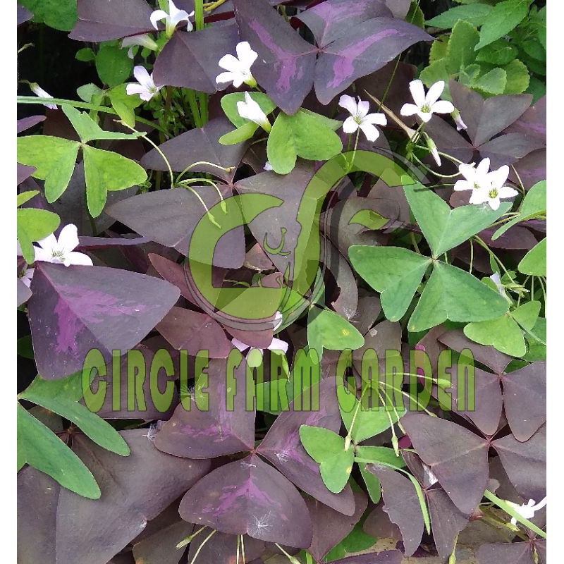 Jual oxalis, Bunga kupu kupu, Shamrock ungu | Shopee Indonesia