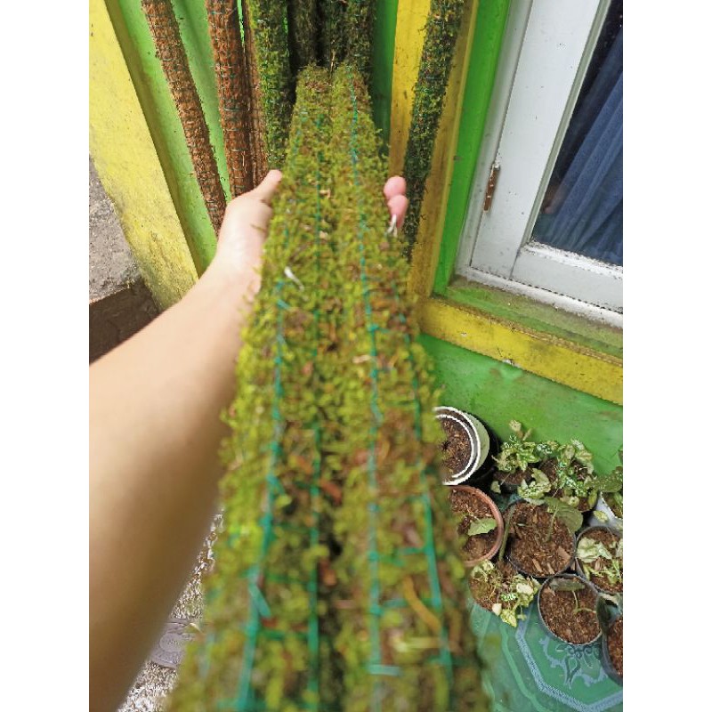 Jual turus tuturus lumut hidup tanaman rambat 80 cm | Shopee Indonesia