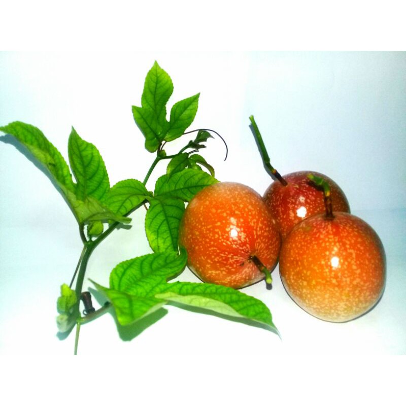 Jual MARKISA MERAH SEGAR 1KG | Shopee Indonesia