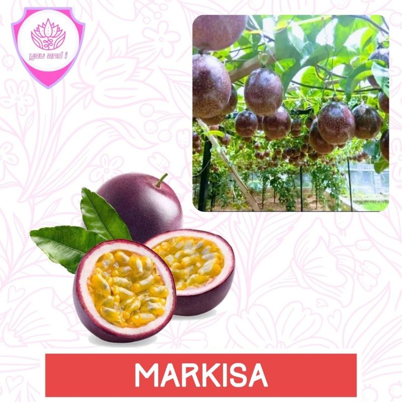 Jual MARKISA MERAH [isi-3] Benih Biji Bibit Buah | Shopee Indonesia
