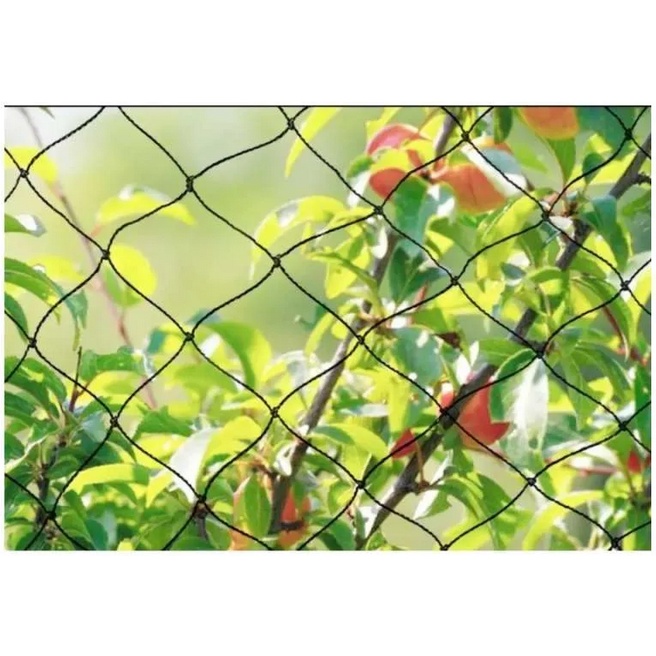 Jual Jaring media rambat tanaman Plant climbing net | Shopee Indonesia