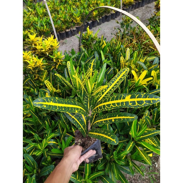 Jual Bunga Puring Timun Cantik Outdoor Tanaman Hias Segar Murah ...