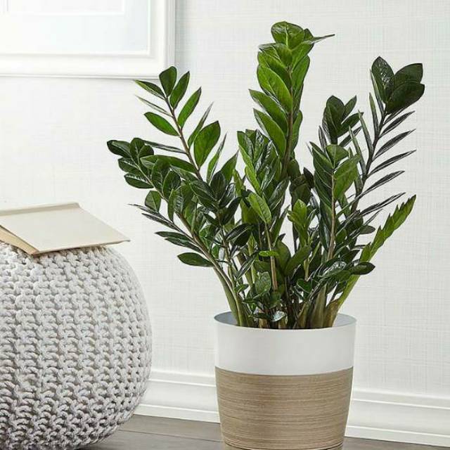 Jual Tanaman hias bunga indoor samia kulkas zamioculcas zamiifolia zz ...