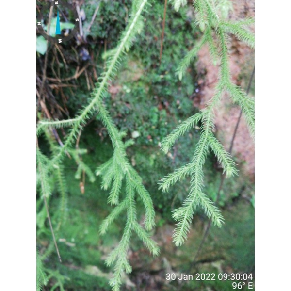 Jual kumpai rumpai lumut tanaman hias gantung langka | Shopee Indonesia