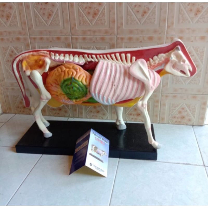 Jual Alat Peraga Pendidikan Model Lembu Sapi Murah | Shopee Indonesia