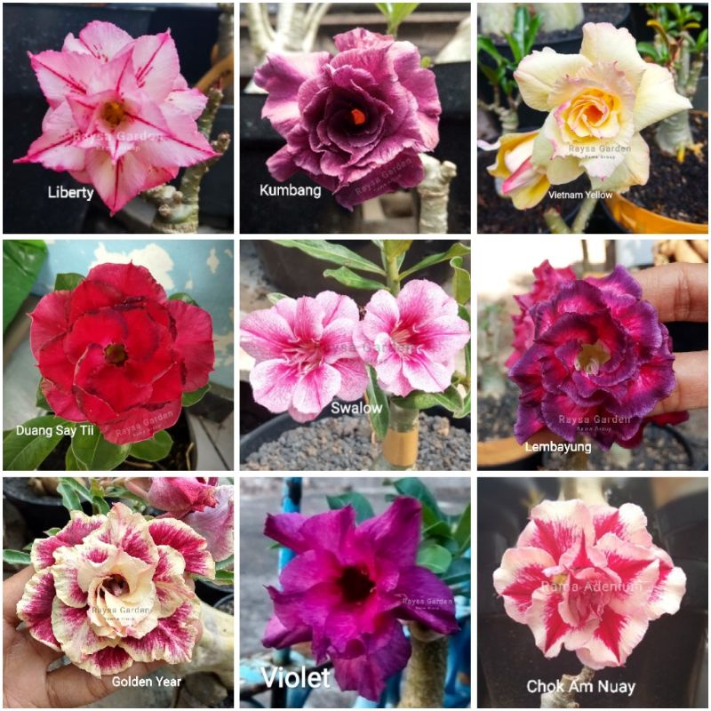 Jual Paket 5 pohon adenium bunga tumpuk size A | Shopee Indonesia