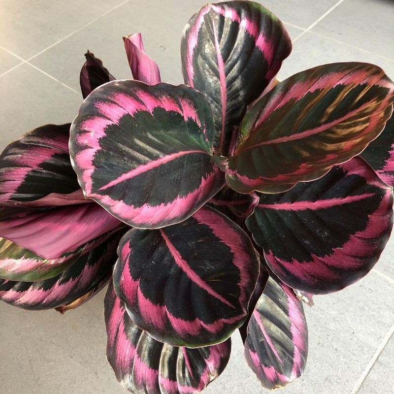 Jual Tanaman Hias Calathea Princess Jessy Import / Calathea Prince ...