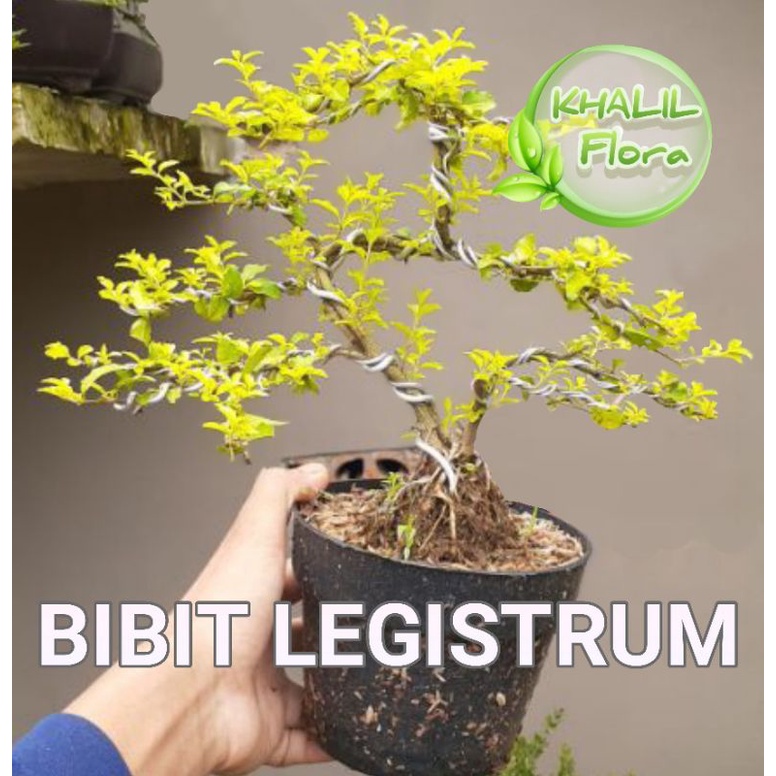 Jual Bibit Bonsai tanaman - Legistrum kuning - Bahan Bonsai Legistrum ...
