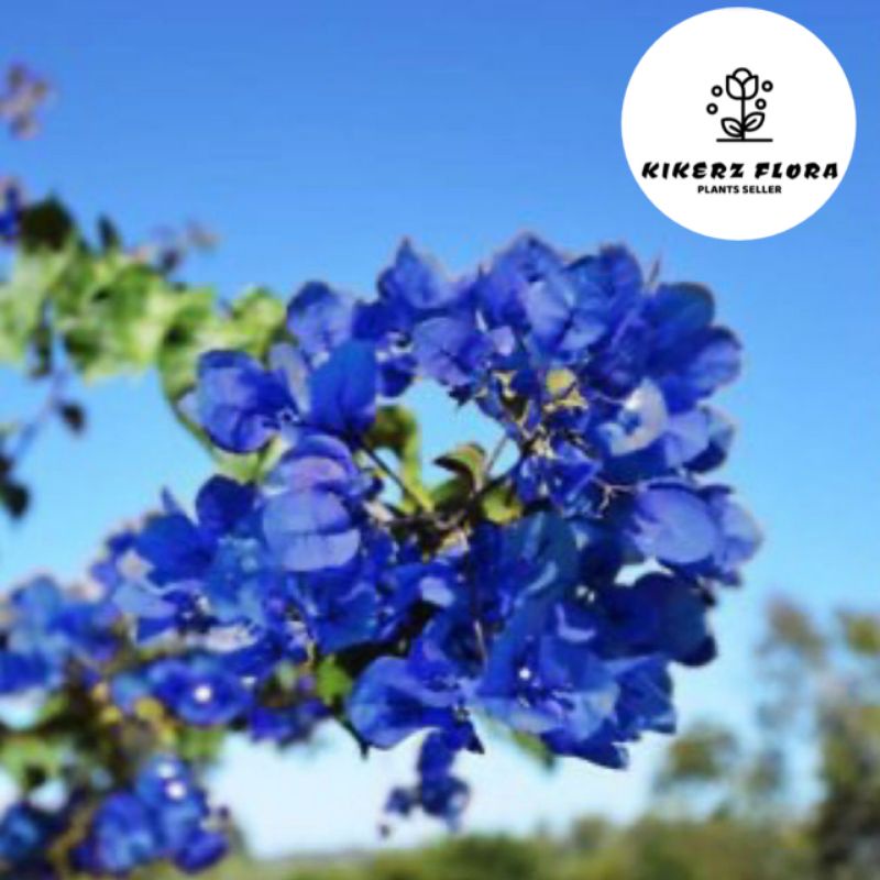 Jual NEW!! TANAMAN HIAS BUGENVIL BUNGA KERTAS// HAWAI BIRU | Shopee ...