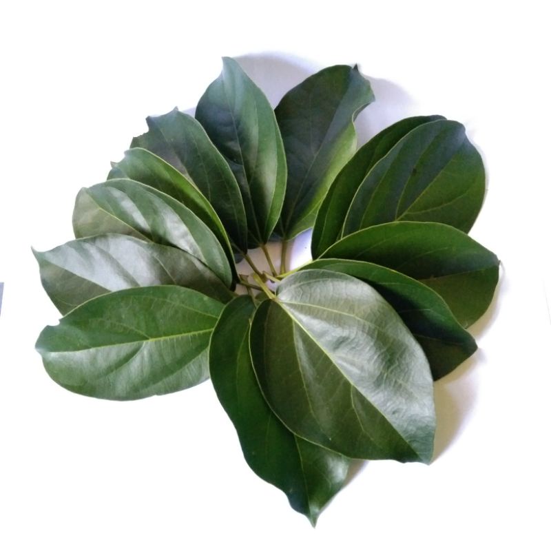 Jual Daun Cincau Hijau - Daun Cincau Perdu 100 Lembar | Shopee Indonesia