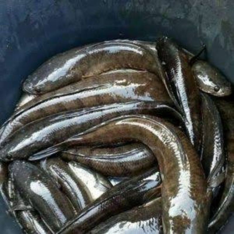 Jual ikan gabus segar - 1 kg | Shopee Indonesia