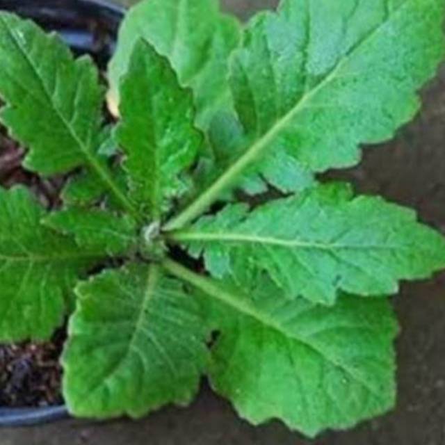 Jual Tanaman daun dewa/bibit tanaman hias/tanaman hias hidup/tanaman hias indor/autdor | Shopee ...