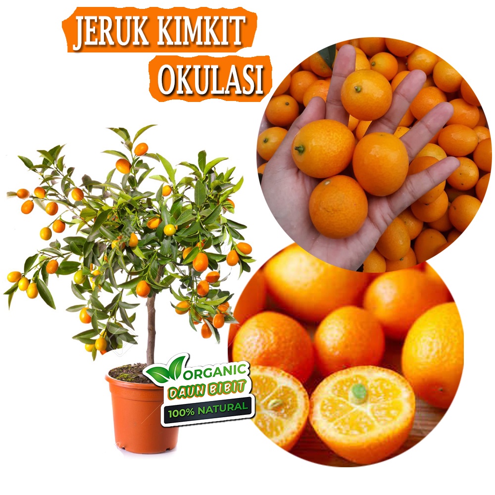 Jual Bibit buah JERUK KIMKIT atau Kingkit bisa Tanam dalam pot ...