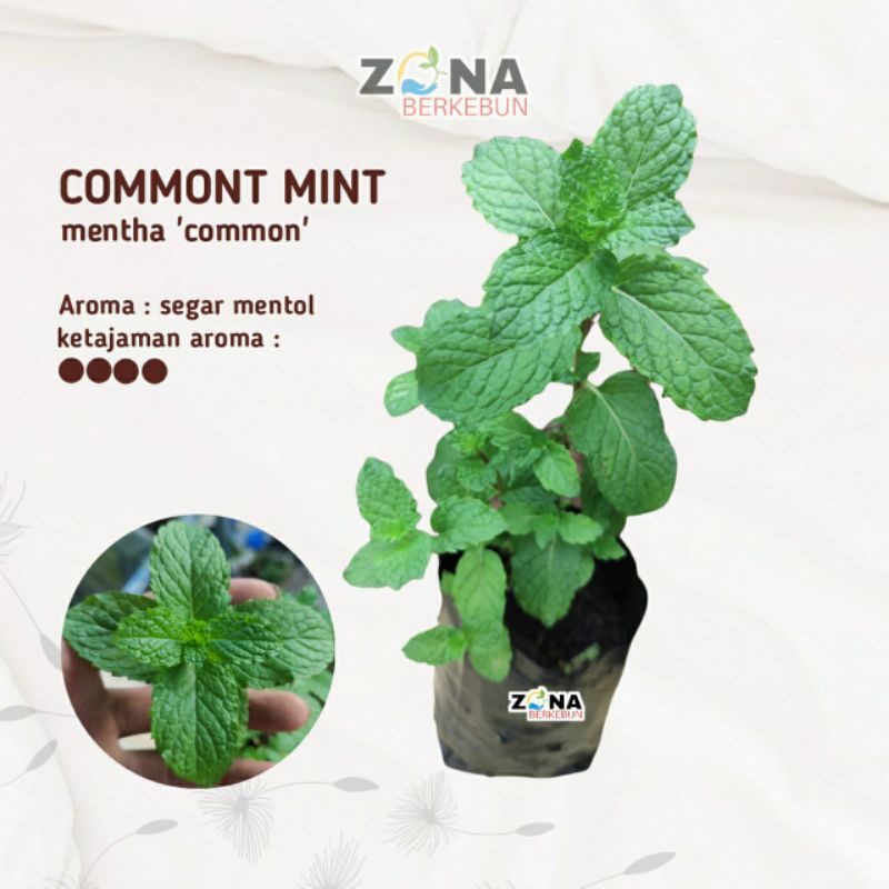 Jual Tanaman Daun Mint Commont Mint / Bibit Mint / Pohon mint / DAUN ...