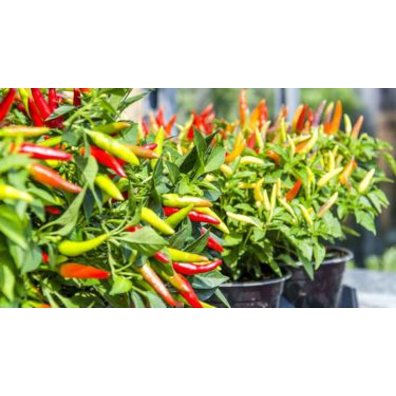 Jual BENIH BIBIT RAWIT DOMBA (isi puluhan seed) | Shopee Indonesia