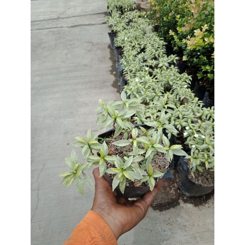 Jual (INYONG PLANT) Tanaman Hias Melati Mini Daun Putih | Shopee Indonesia