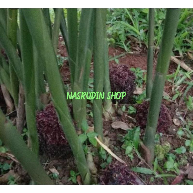 Jual BIBIT PARAHULU 2 BONGGOL 1KG / BIBIT TEPUS RAMBUTAN / BIBIT ...