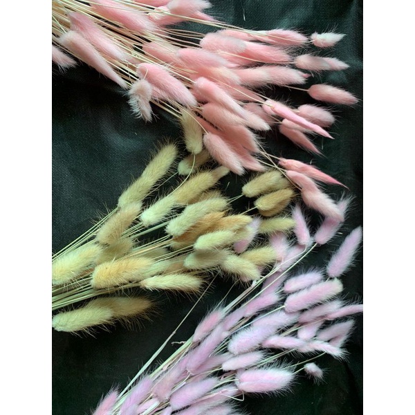 Jual BUNGA LAGURUS / BUNNY TAIL / bunga kering dekorasi aesthetic ...