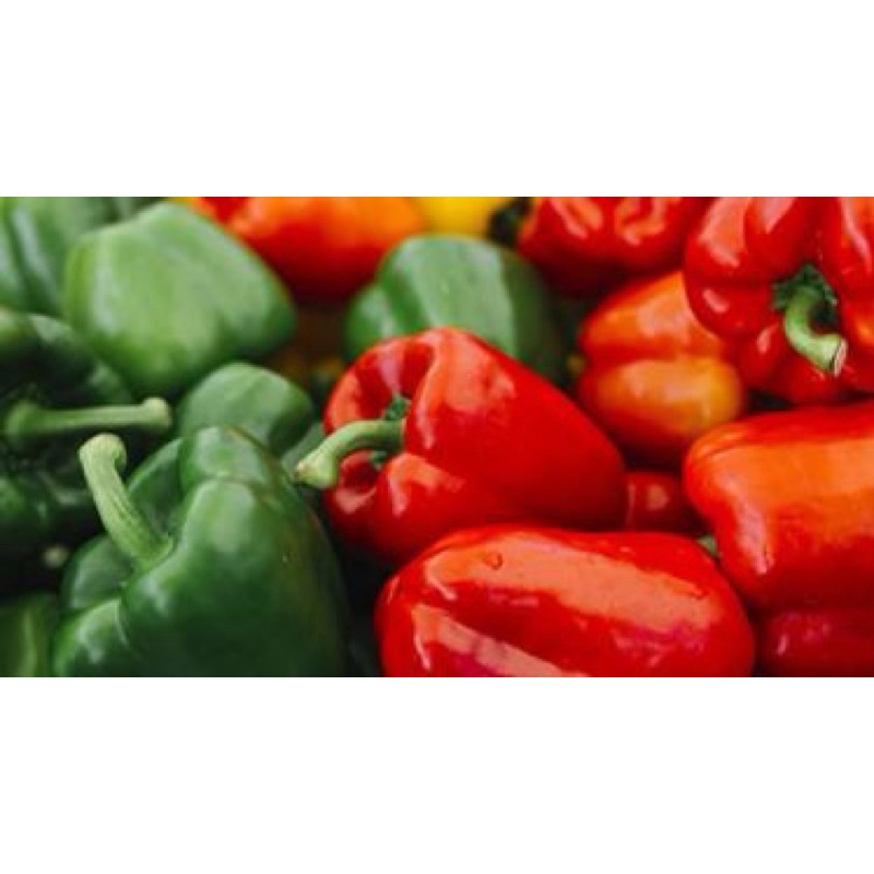 Jual 10 Benih Biji Paprika Merah /Capsicum annuum L. | Shopee Indonesia