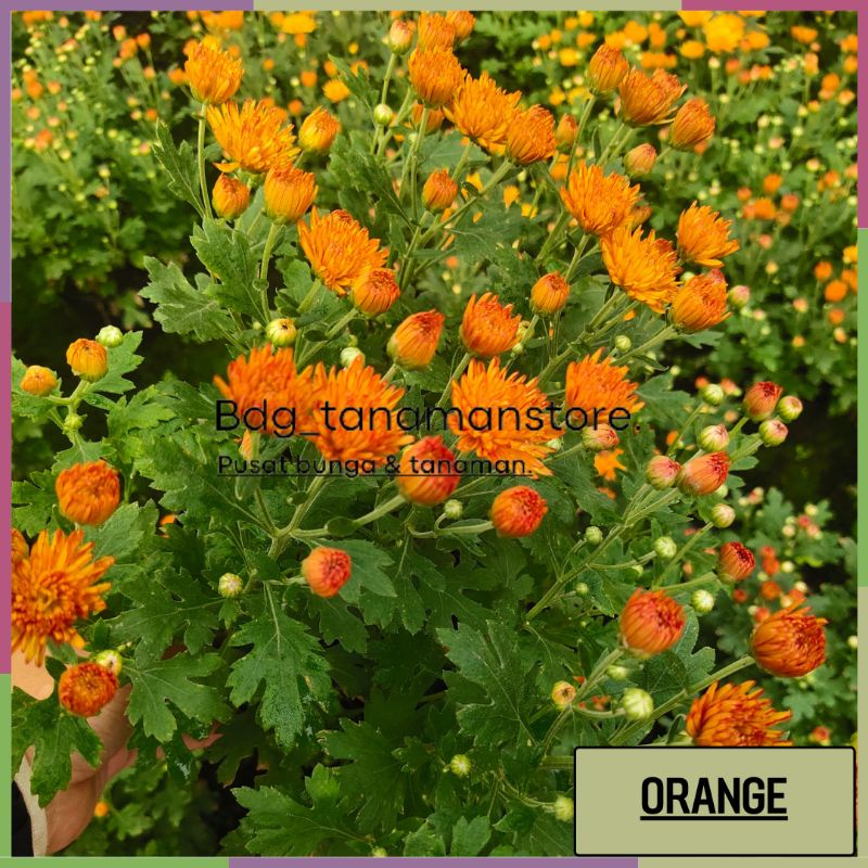 Jual TANAMAN BUNGA KRISAN SERUNI ASTER BERBUNGA CANTIK | Shopee Indonesia