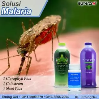 Jual obat malaria plus plus Harga Terbaik & Termurah Agustus 2024 ...