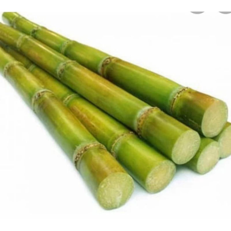 Jual bibit/ setek tebu hijau panjang 30 cm | Shopee Indonesia