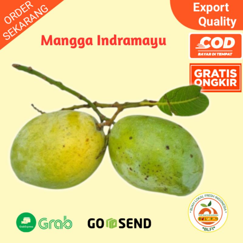 Jual BUAH MANGGA INDRAMAYU PREMIUM 1KG | Shopee Indonesia
