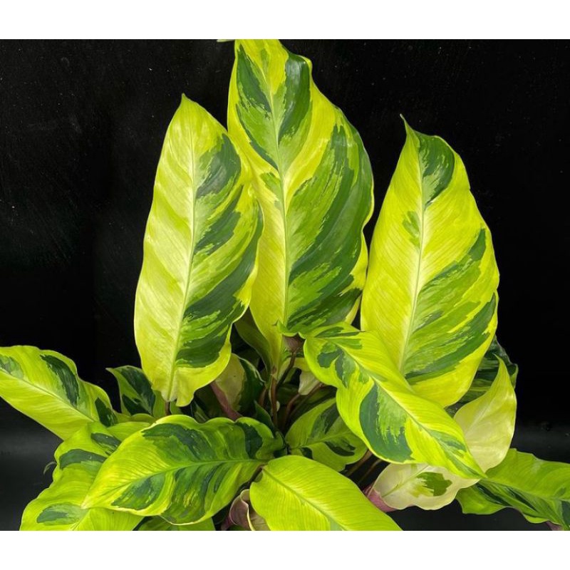 Jual Calathea lemon fussion | Shopee Indonesia