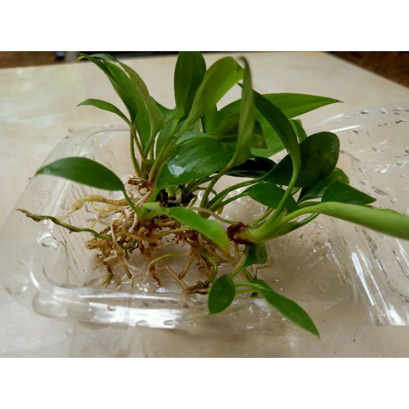 Jual Anubias Sp Tanaman Air aquascape aquarium | Shopee Indonesia