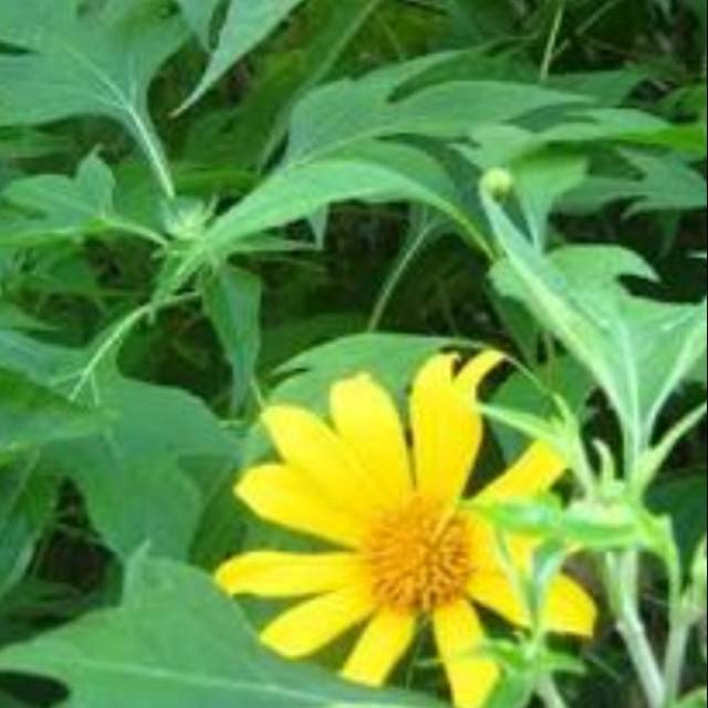 Jual daun insulin atau daun paitan | Shopee Indonesia