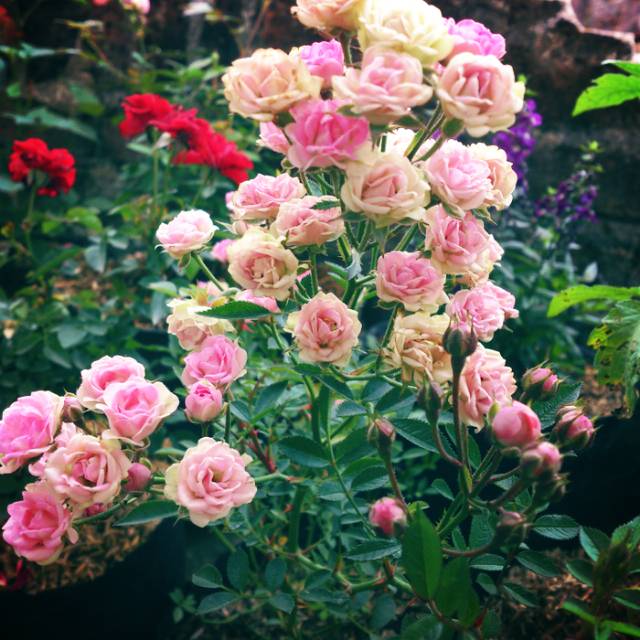 Jual Tanaman Bunga Mawar Baby Rose Pink (rosa polyantha) | Shopee Indonesia