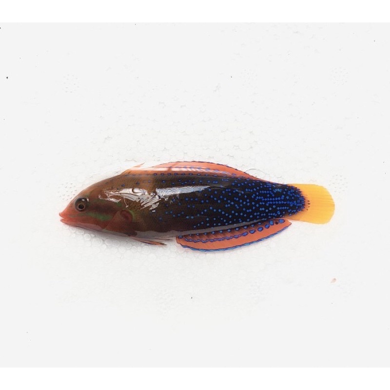 Jual keling asli / red coris wrasse (adult) | Shopee Indonesia