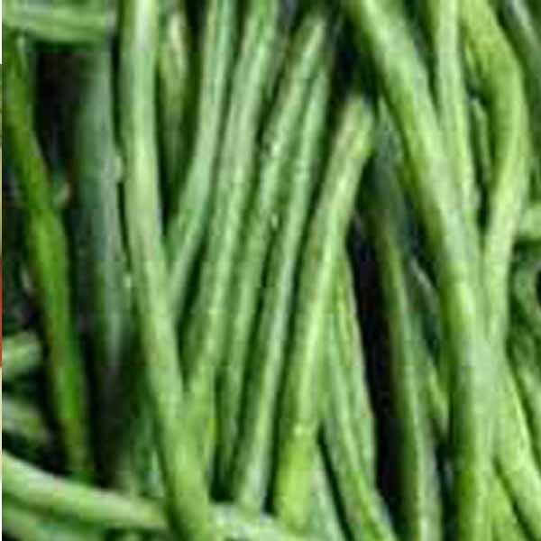 Jual Benih Kacang Panjang Long Beans / Biji / Bibit Kacang Panjang ...