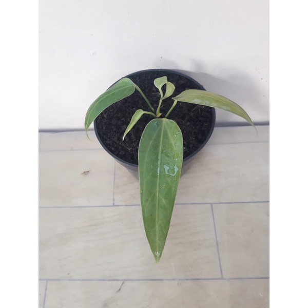 Jual ( Rare anthurium ) anthurium spectabile / anthurium selendang ...