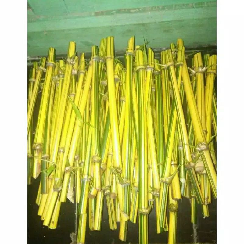 Jual STEK BAMBU KUNING PANJANG 25CM | Shopee Indonesia