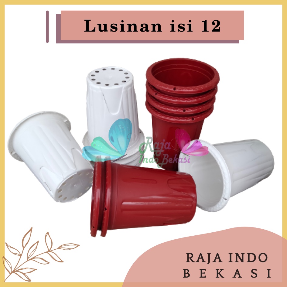 Jual Lusinan 12pcs Pot Golden Erna 20 Putih Bening Transparan Hitam ...