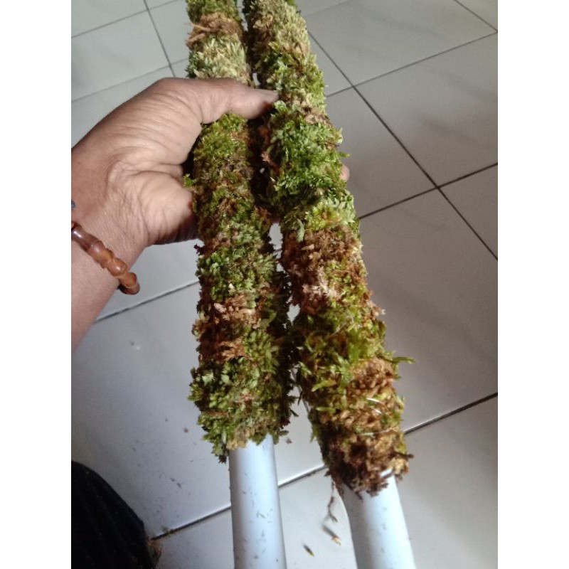 Jual turus lumut hutan / penyangga tanaman 100 cm/1 mtr | Shopee Indonesia