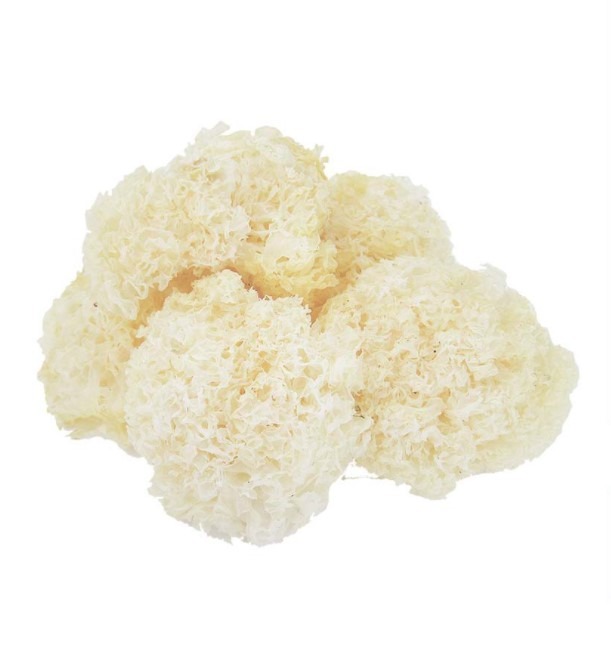 Jual Jamur putih / jamur salju / snow white fungus / jamur es / bai mu ...