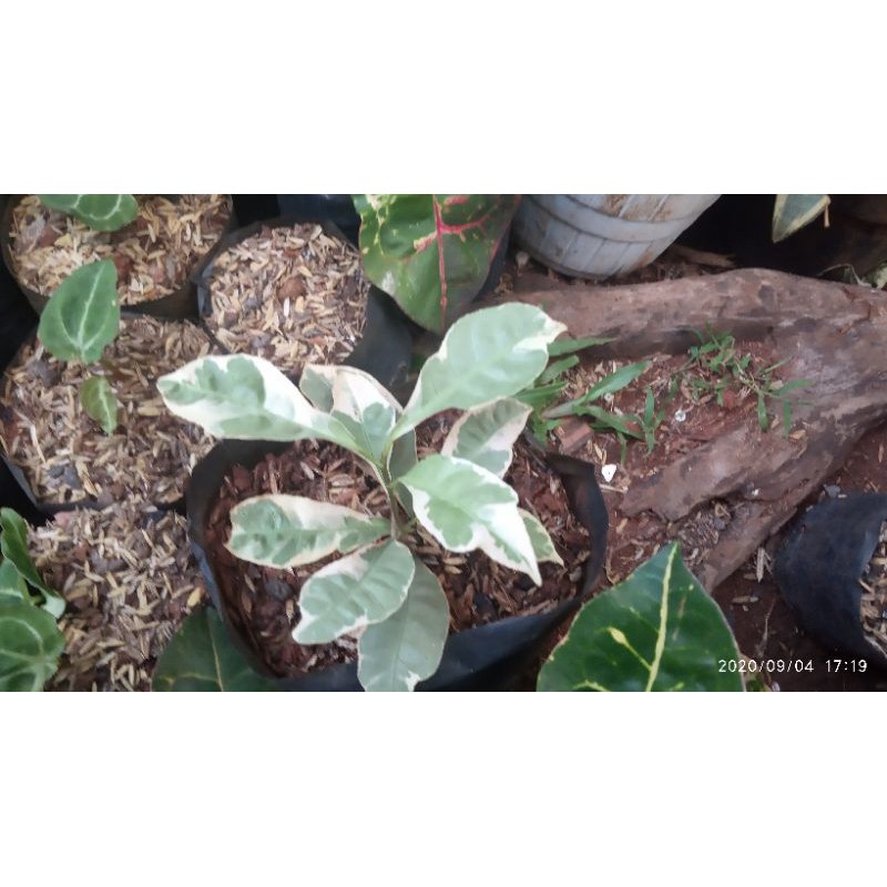 Jual Tanaman Sambang Darah Merah Putih | Shopee Indonesia