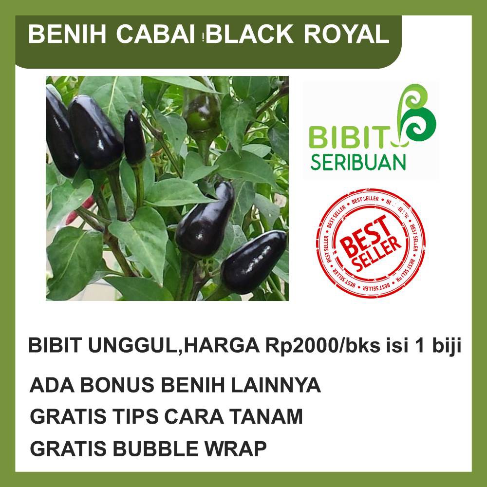 Jual BENIH CABE HITAM | Shopee Indonesia
