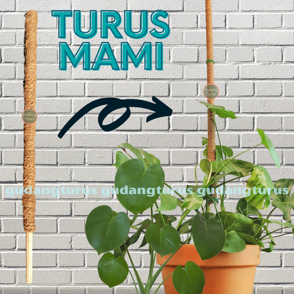 Jual Turus 60 cm 6Rb Diameter 2 cm - Turus Kayu - Tongkat Penegak ...