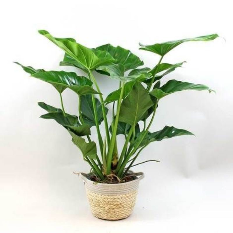 Jual philo marble / philodendron marble / tanaman hias philodendron ...