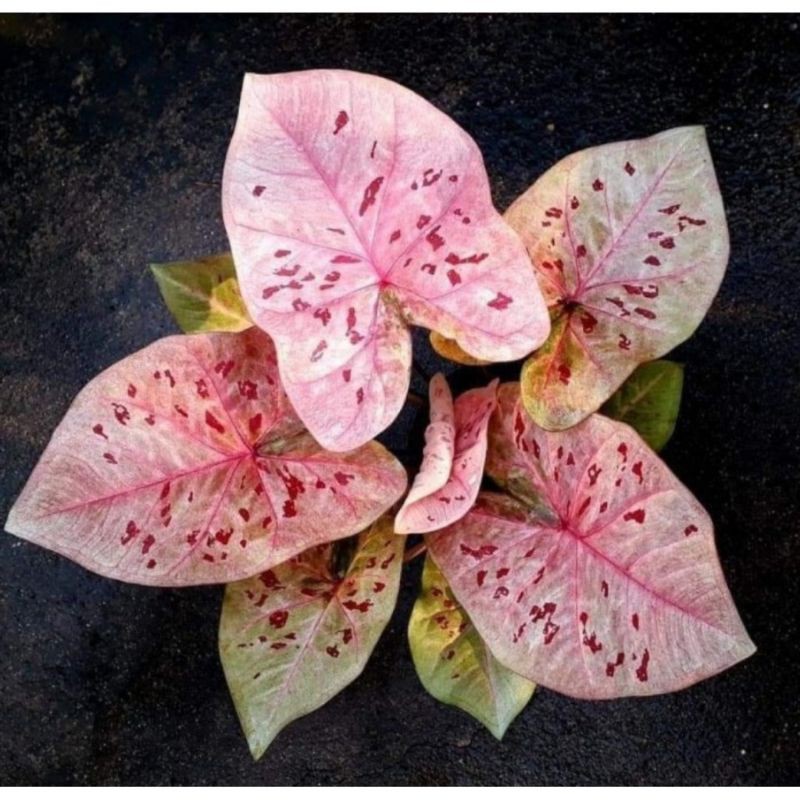 Jual Umbi Caladium Raspberry Moon - keladi hias hybrid import thailand ...