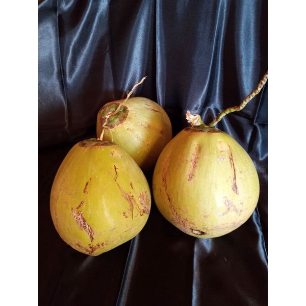 Jual KELAPA KOPYOR ASLI PATI DAGING BUAH TEBAL ENAK GURIH ( BESAR ...